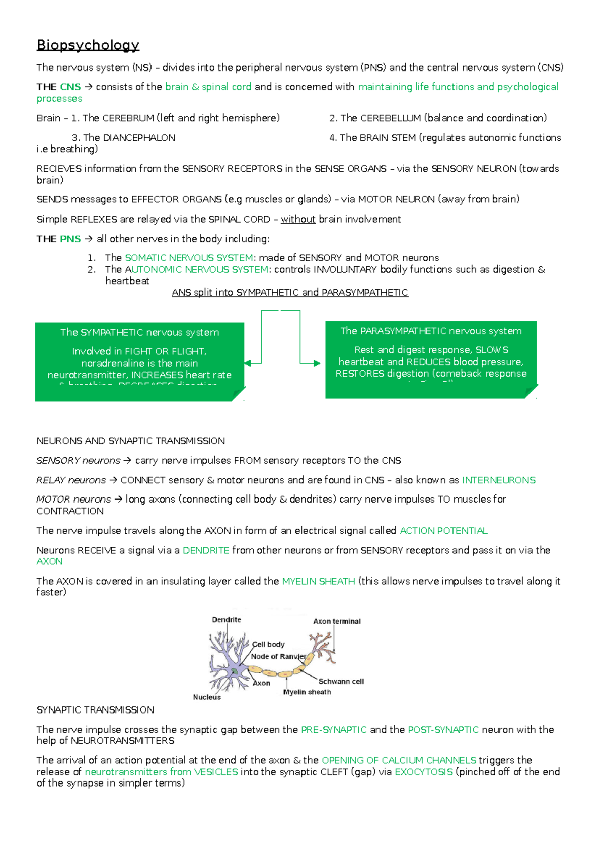 Biopsychology: Nervous System Brain and Neurotransmission - Studocu