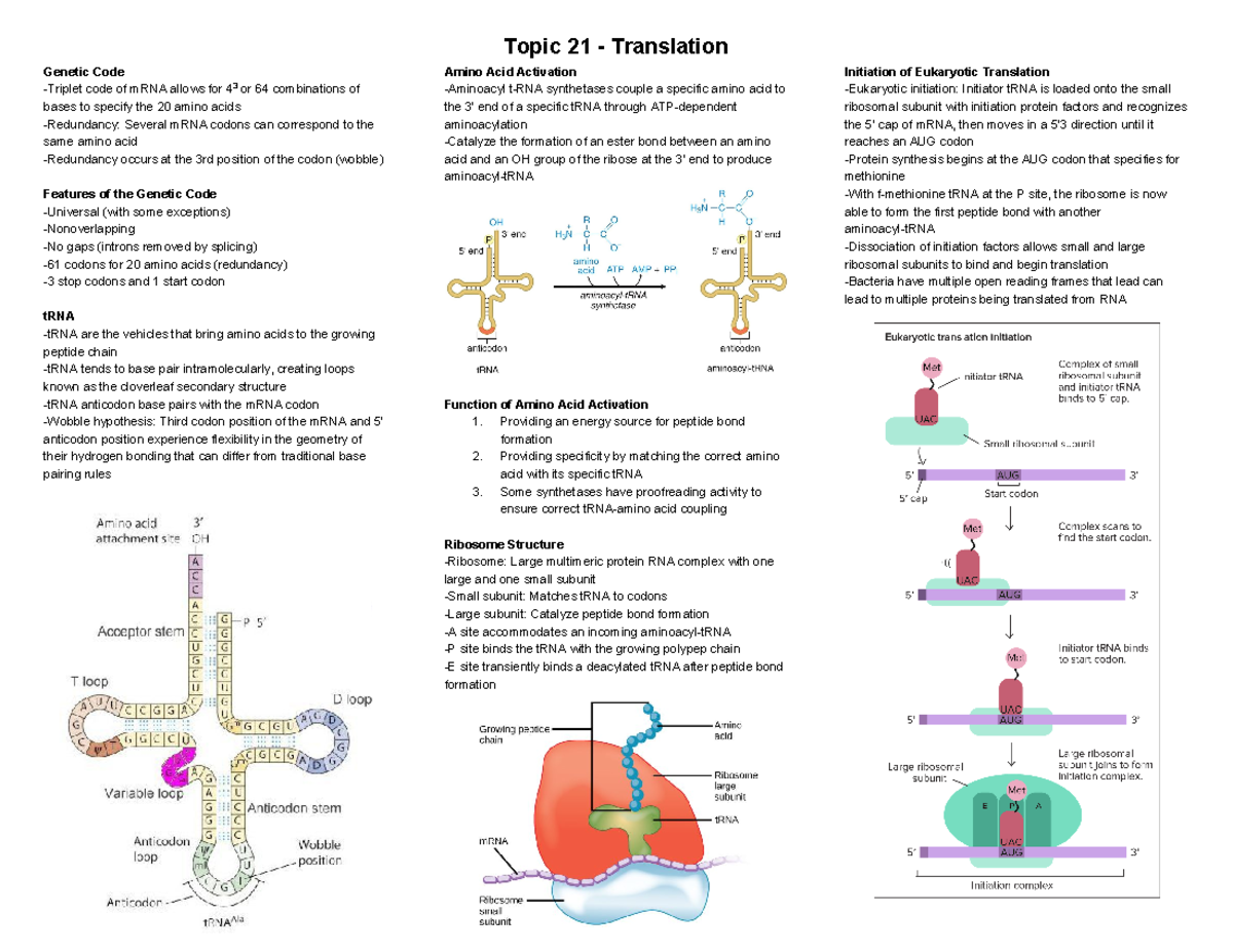 Biochem Cheat Sheet 21 - Topic 21 - Translation Genetic Code -Triplet ...