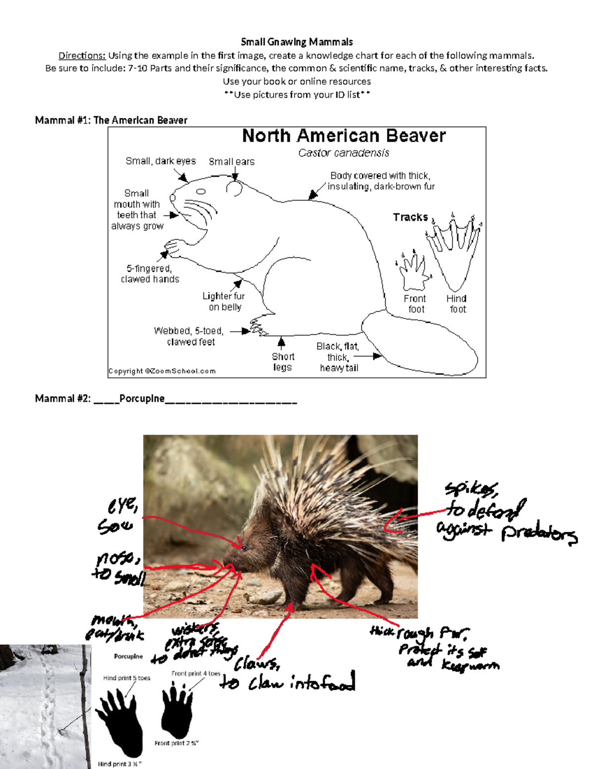 Small Gnawing Mammals - Anatomy - Small Gnawing Mammals Directions ...