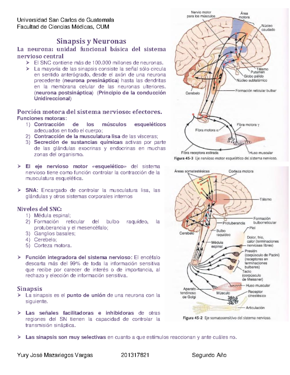 Cap 45, Sinapsis y neurona - Facultad de Ciencias Médicas, CUM Sinapsis y Neuronas La neurona ...