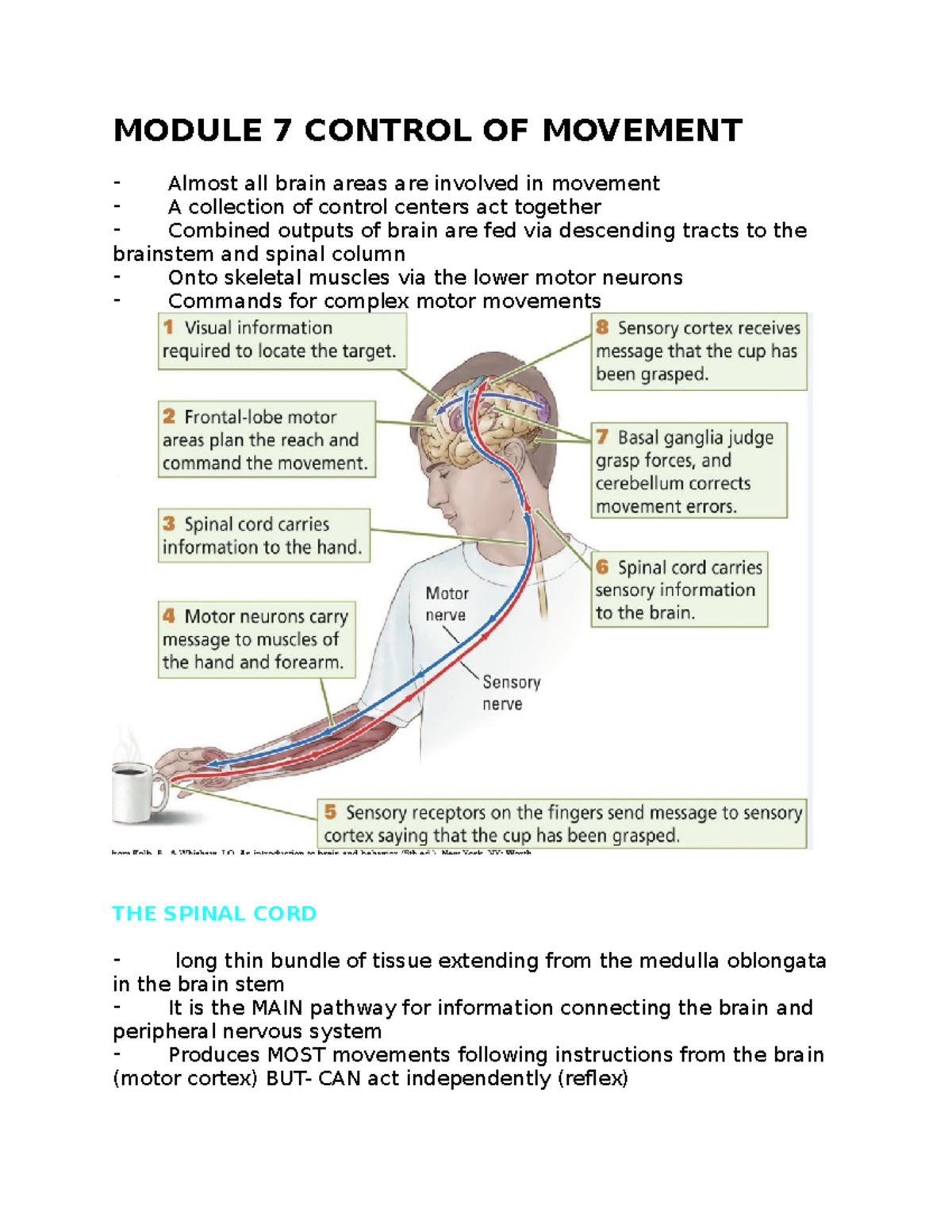 Module 7 Control of Movement - MODULE 7 CONTROL OF MOVEMENT ⁃ Almost ...