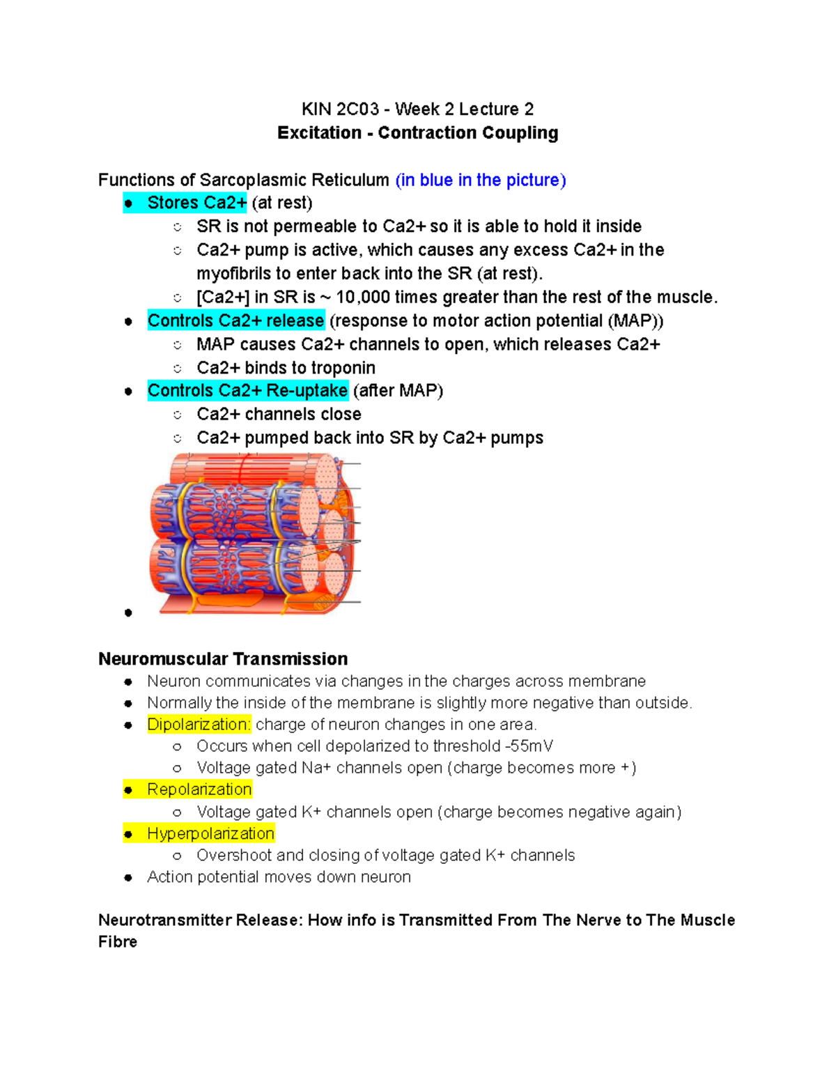 KIN 2C03 Week 2 Lecture 2 Excitation Contraction Coupling Functions of Sarcoplasmic Reticulum ...