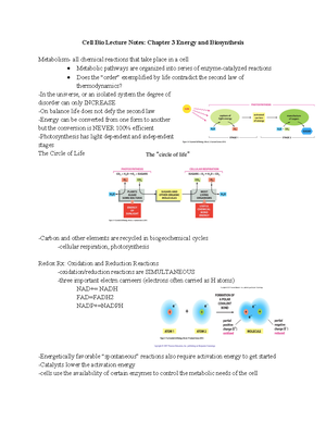 Cell Bio Lecture Notes Chapter 13 Cellular Metabolism - Cell Bio ...