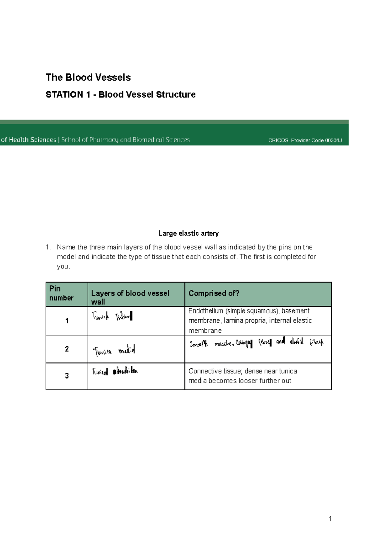 Mod 5 lab HUMB1001 - The Blood Vessels STATION 1 - Blood Vessel ...