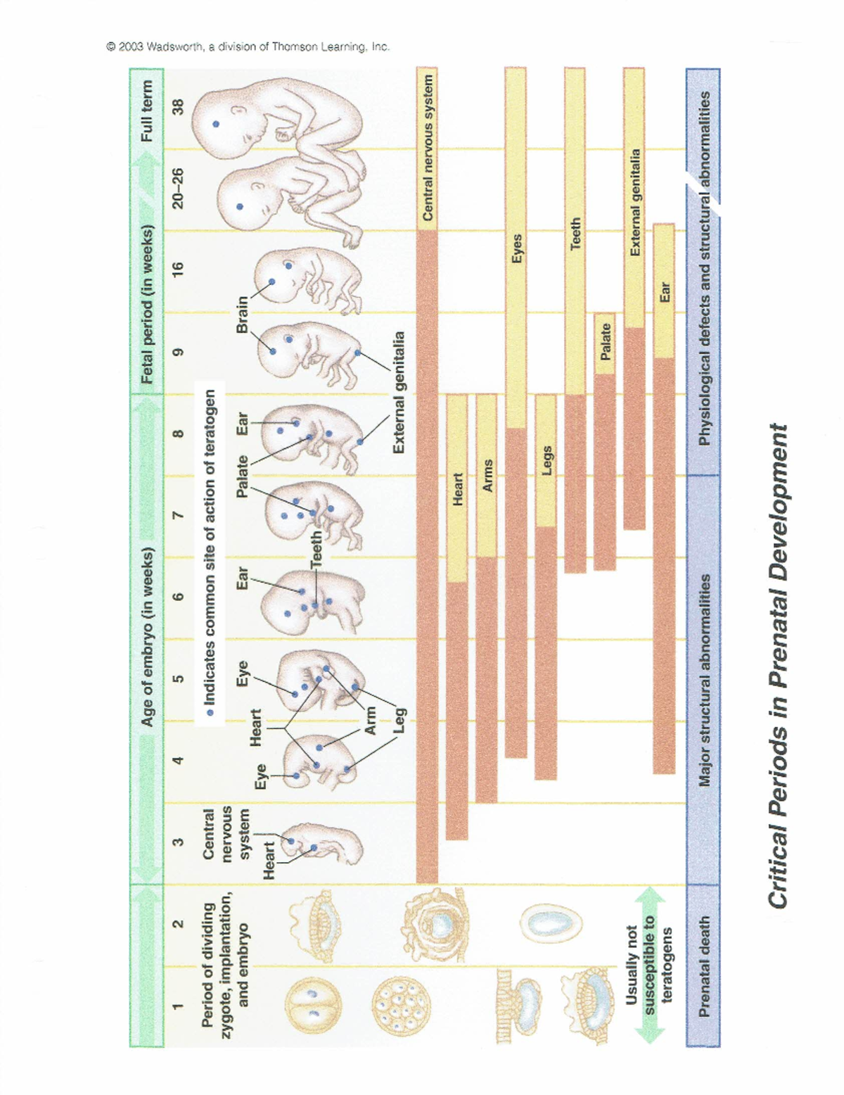 Pictures- Critical Periods of Prenatal Development - Age of embryo (in weeks) Fetal period (in ...