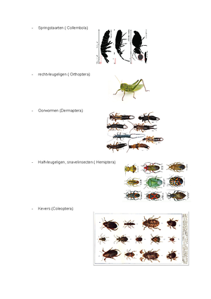 Determineren-insecten latijnse-woordenlijst - A B C D Latijnse namen ...
