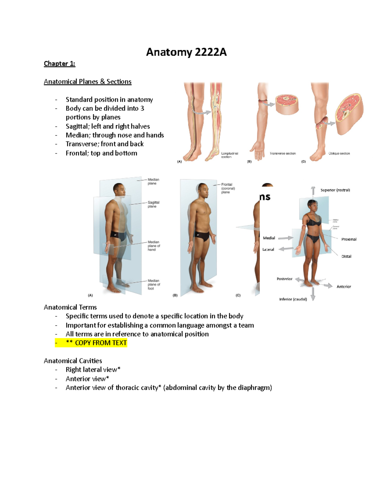 Anatomy 2222A Notes - Anatomy 2222A Chapter 1: Anatomical Planes ...