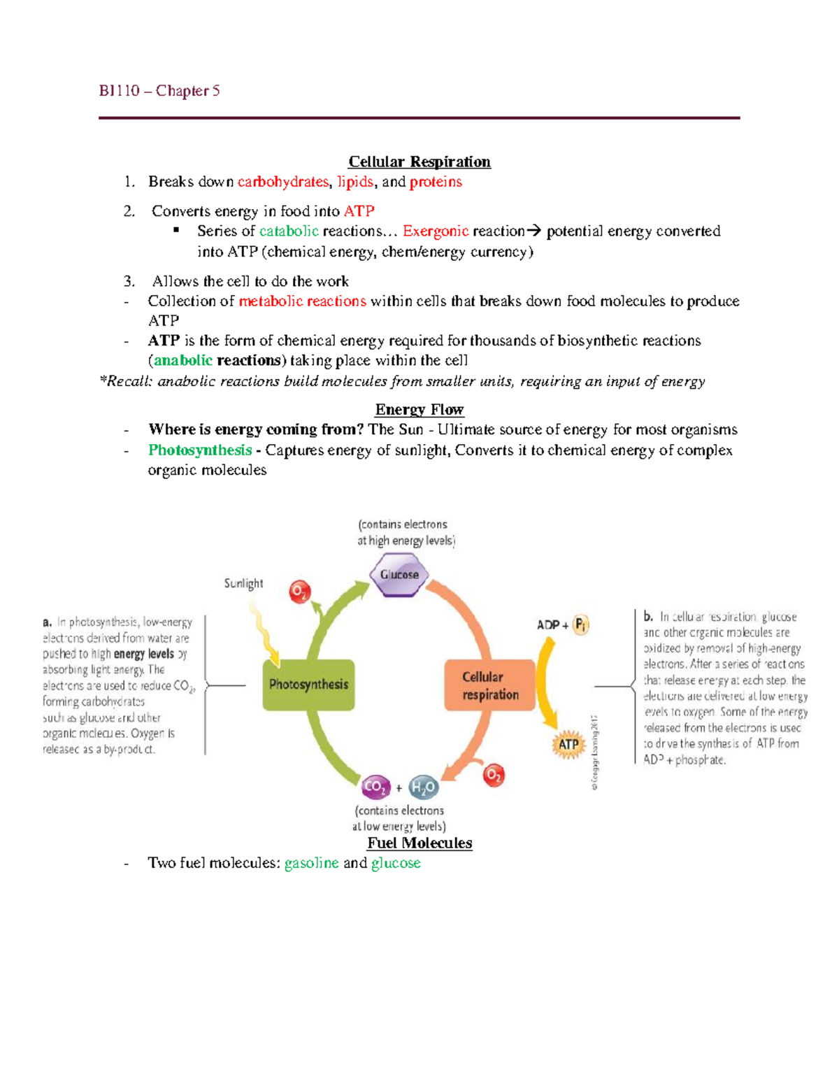 Cellular respiration, photosynthesis - BI110 – Chapter 5 Cellular ...