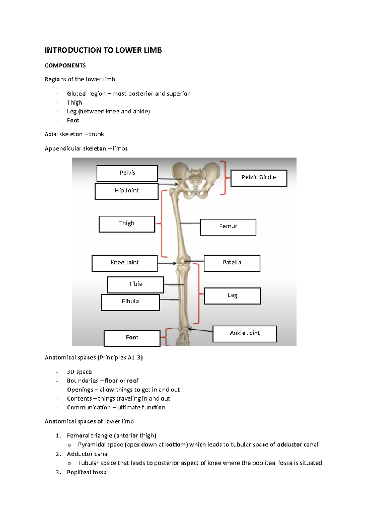 Lower LIMB - Introduction & Pelvis region - INTRODUCTION TO LOWER LIMB ...