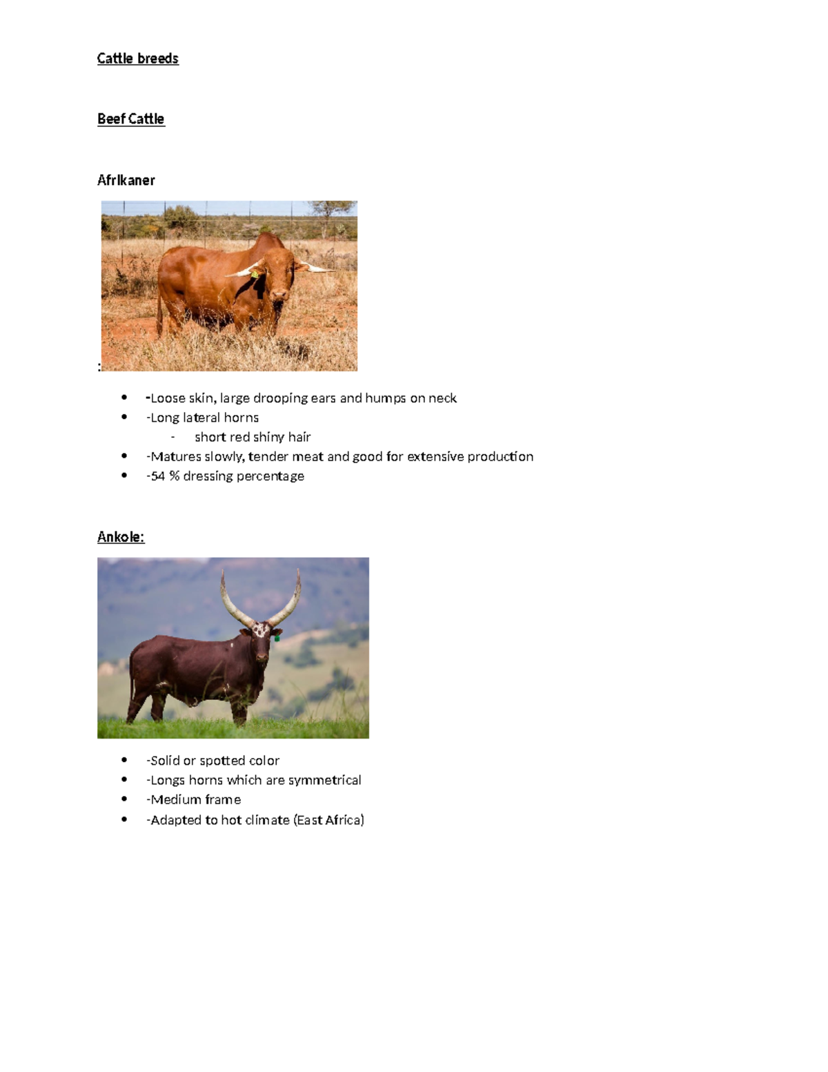 Breeds - CBT test - Cattle breeds Beef Cattle Afrikaner : - Loose skin ...