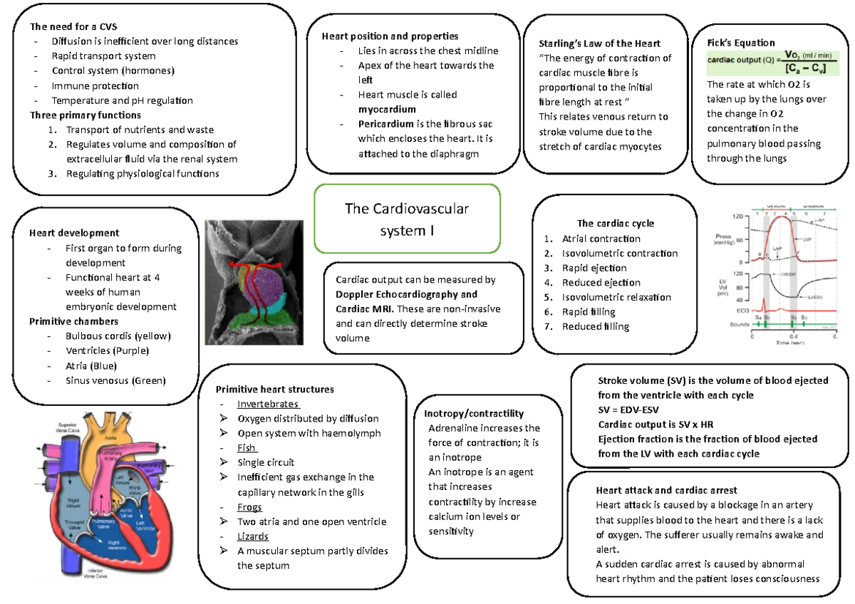 Cardiovascular System - Inotropy/contractility Adrenaline increases the ...