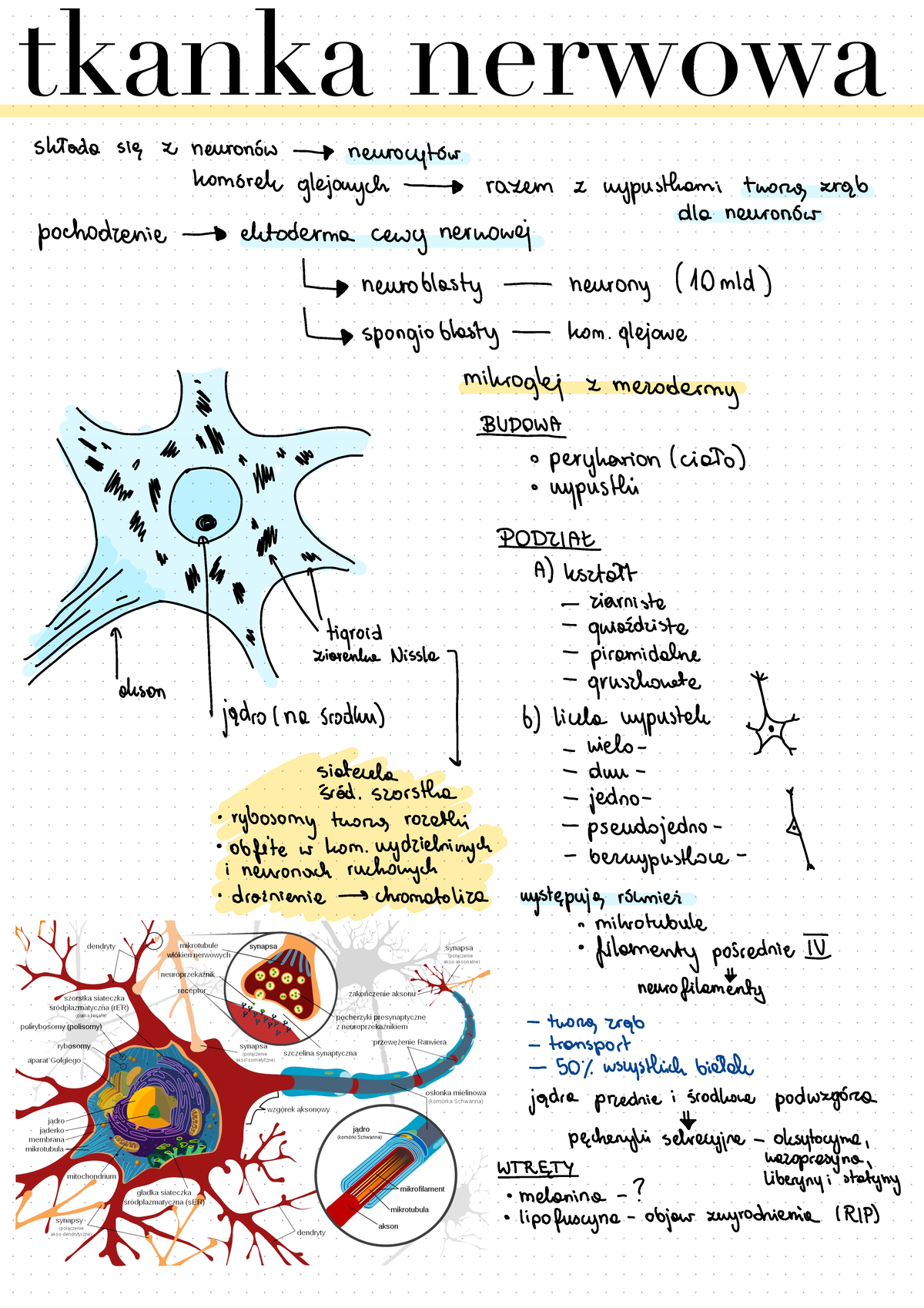 Tk. nerwowa - notatki z tkanki nerwowej - tkanka nerwowa shtada sig 2 neuronow-neurocytow homore ...