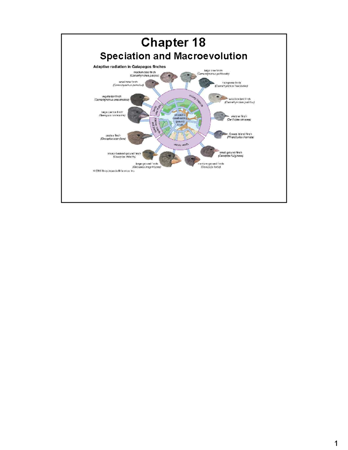 Chapter 18 Speciation And Macroevolution Lecture Slides Copyright
