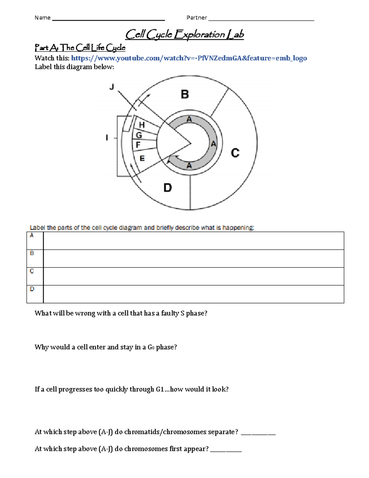 Cell+Cycle+Lab+Activity+2022 - Name _ Partner ...
