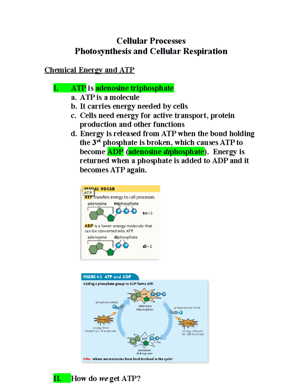 Cellular Processes Part II Photosynthesis and Cellular Resp - Cellular ...