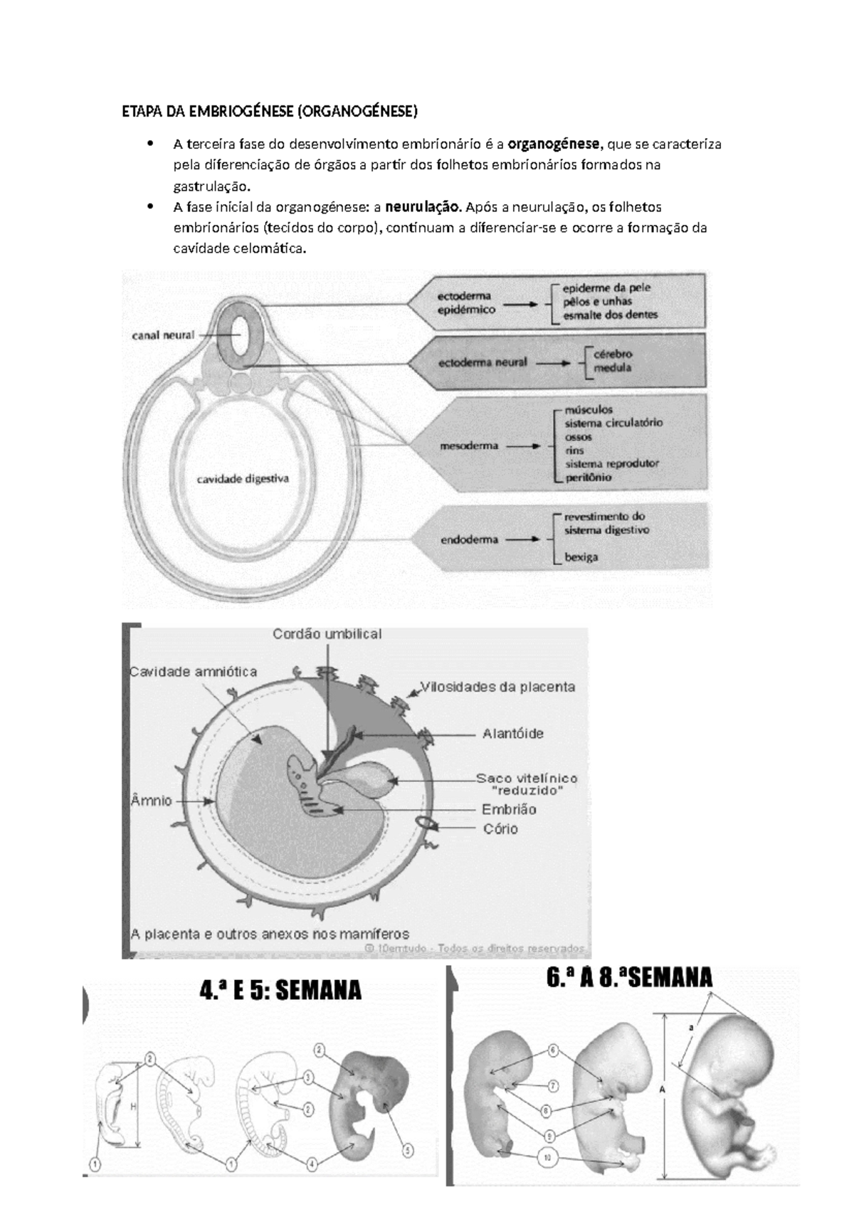 Embriogenese - Baseado no Seeley e nas aulas. - ETAPA DA EMBRIOGÉNESE ...
