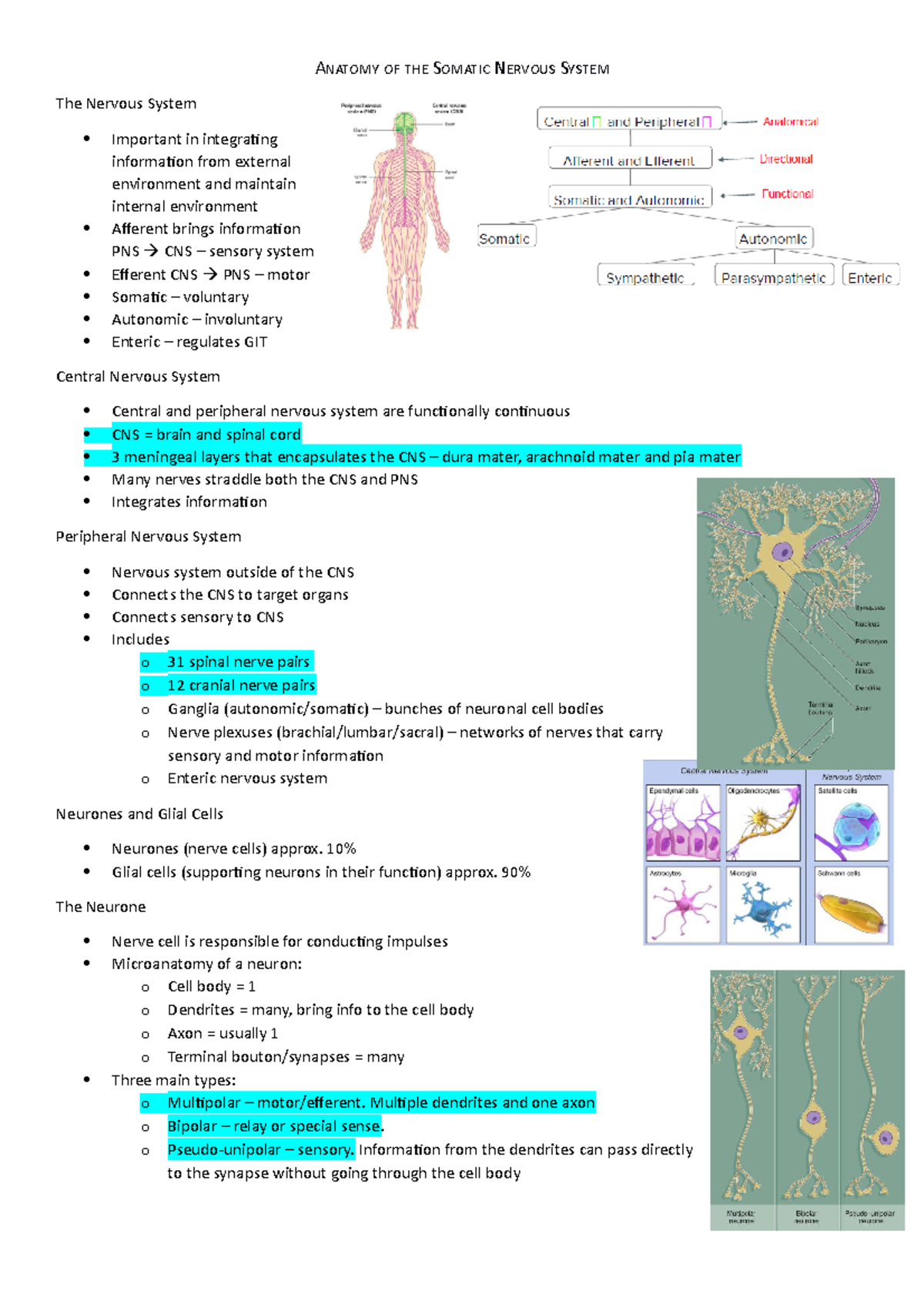 Lecture 4 - Anatomy of the Nervous System - ANATOMY OF THE SOMATIC ...