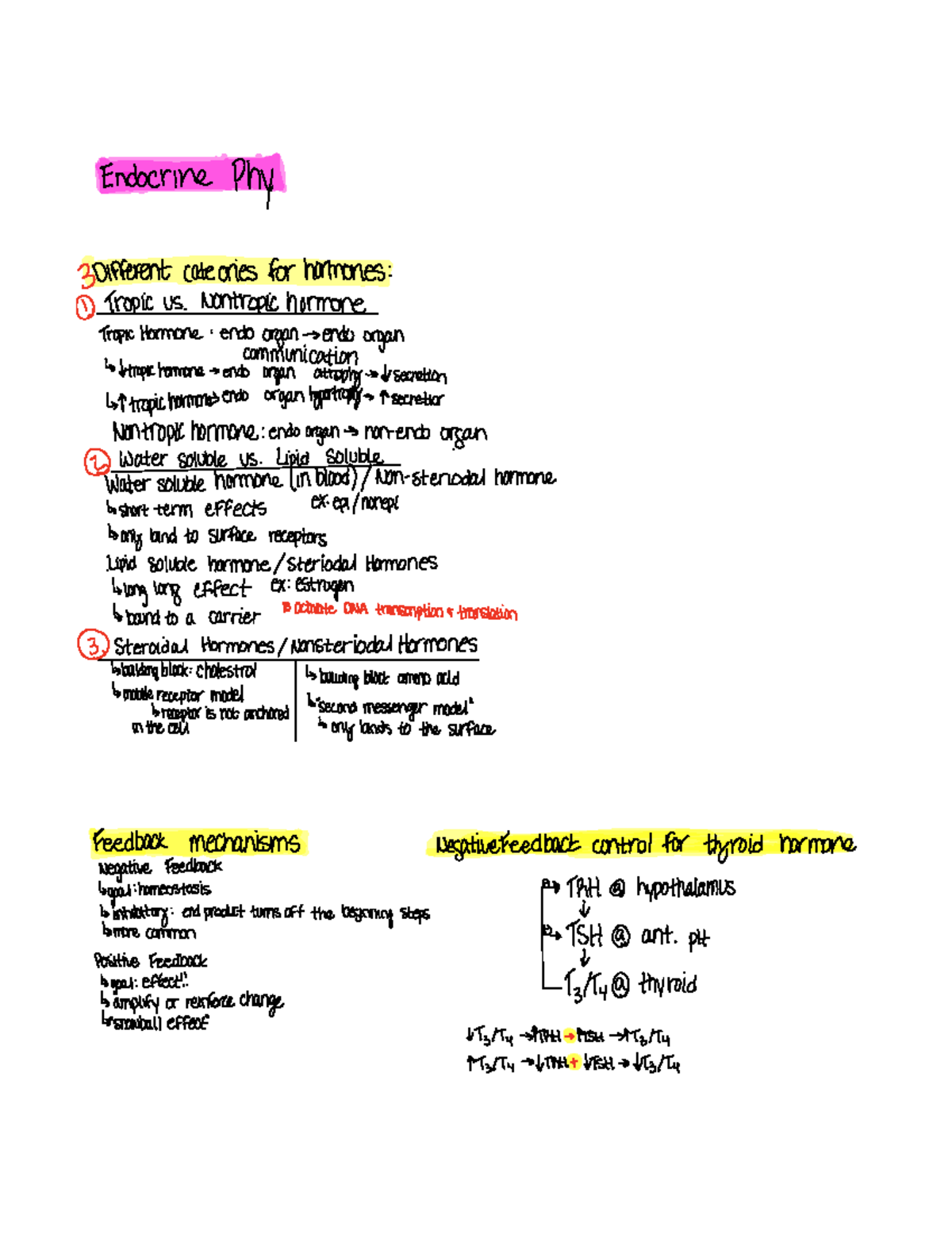 Endocrine Notes - Endocrine Phy 3 Differentcateoriesforhormones ...
