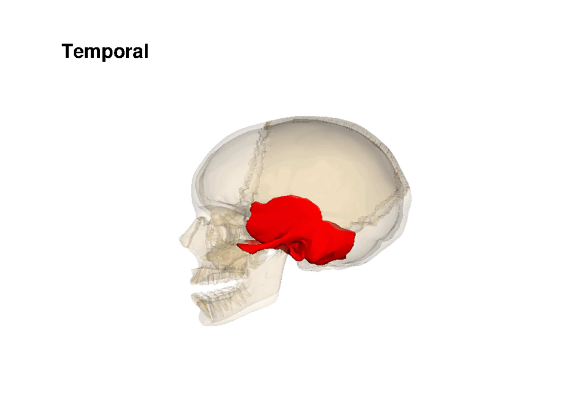 Ossos Crânio (parte 2) e Ossos da Coluna Vertebral - Temporal Temporal ...