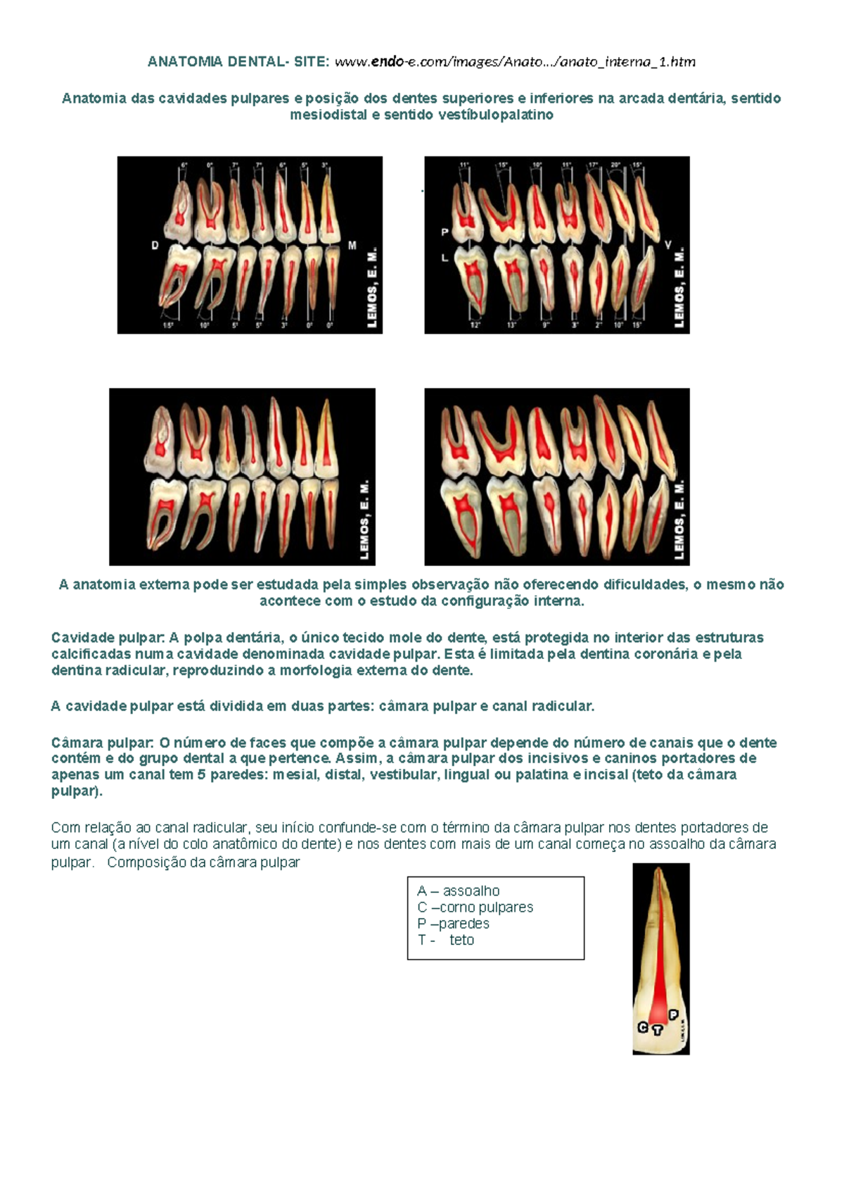 Anatomia dental - resumo - ANATOMIA DENTAL- SITE: endo-e/images/Anato ...