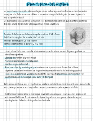 Resumen del Primer Molar Superior - Primer mol superior Principio de la ...