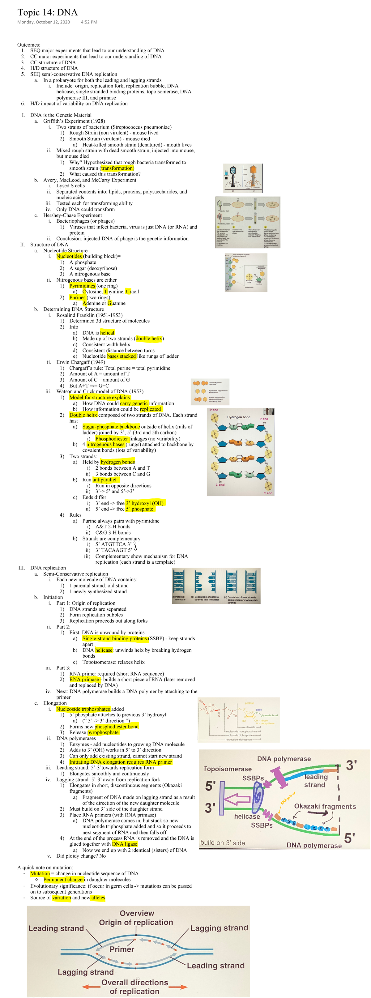 Topic 14 DNA - notes - Outcomes: 1. SEQ major experiments that lead to ...