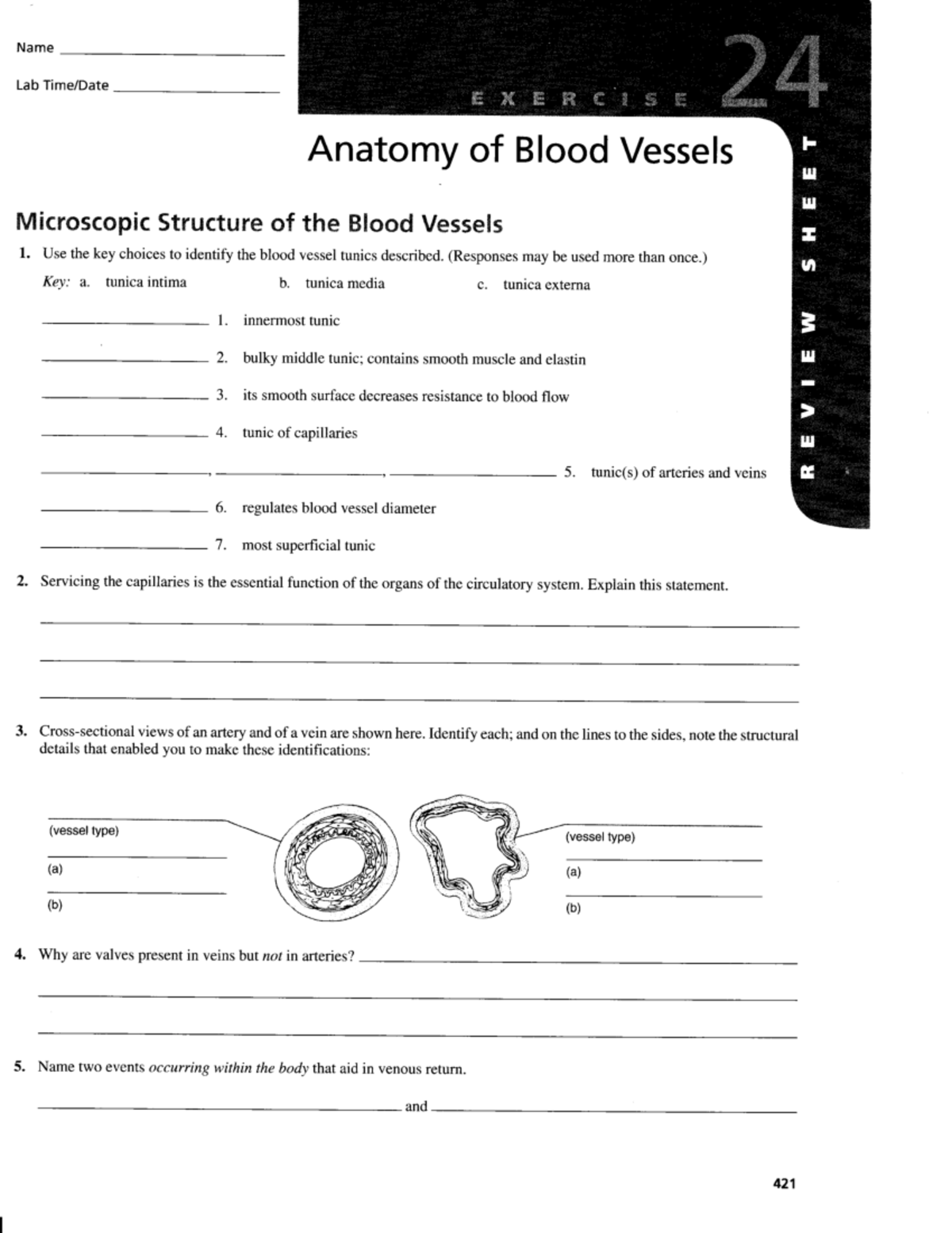 Blood Vessels Extra Credit - ANAT 41 - Studocu