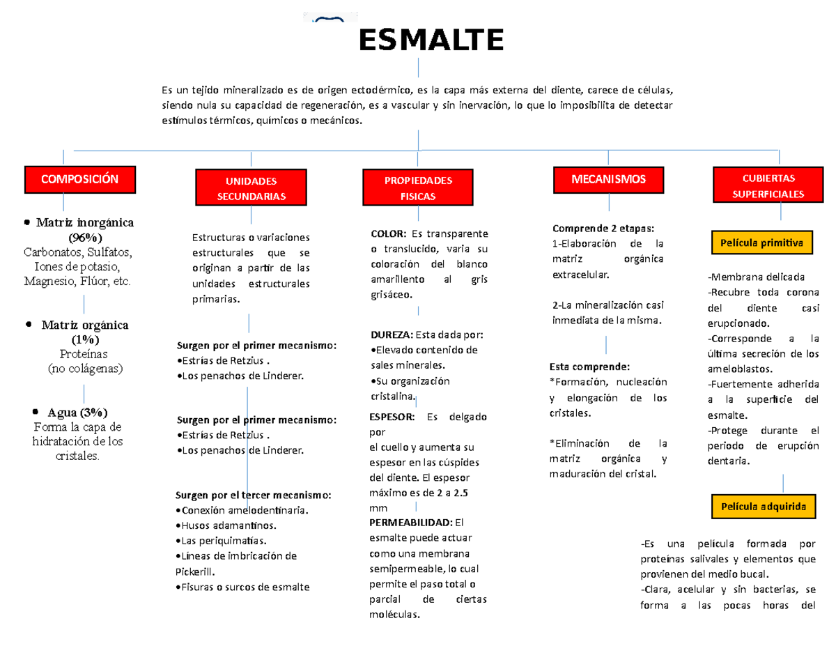 Mapa Conceptual del Esmalte - Anatomía dental - UAM - Studocu