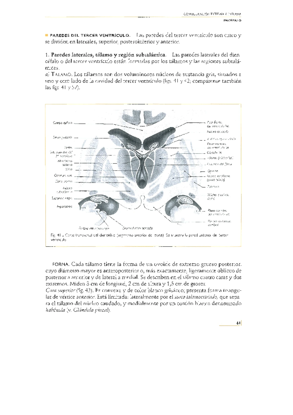 Puenteee - Puente o protuberancia de rouviere - Anatomía I - Studocu