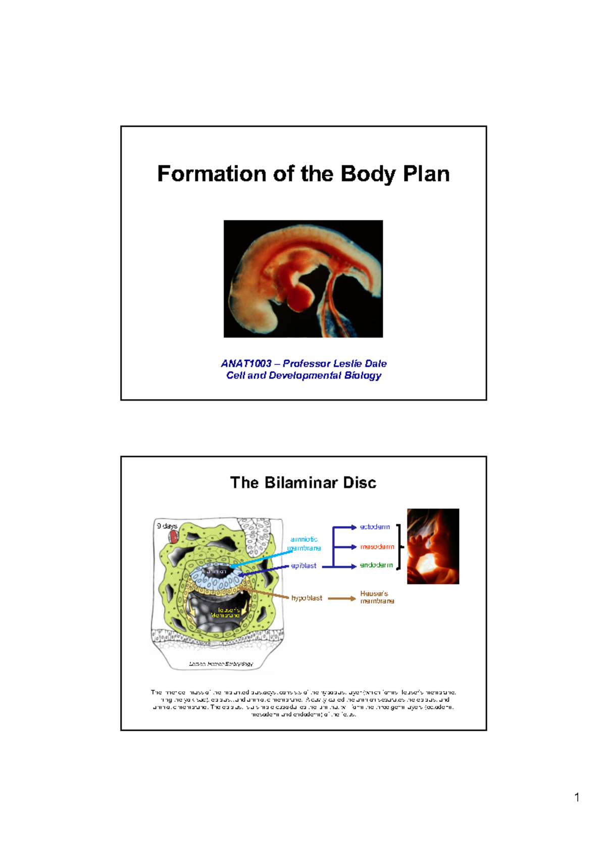 ANAT1003 Formation of the Body Plan 2017 - Formation of the Body Plan ...