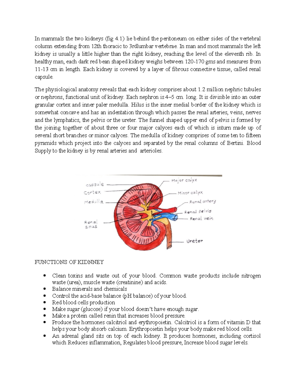Nephron structure - csasssssssssssssssss - In mammals the two kidneys ...