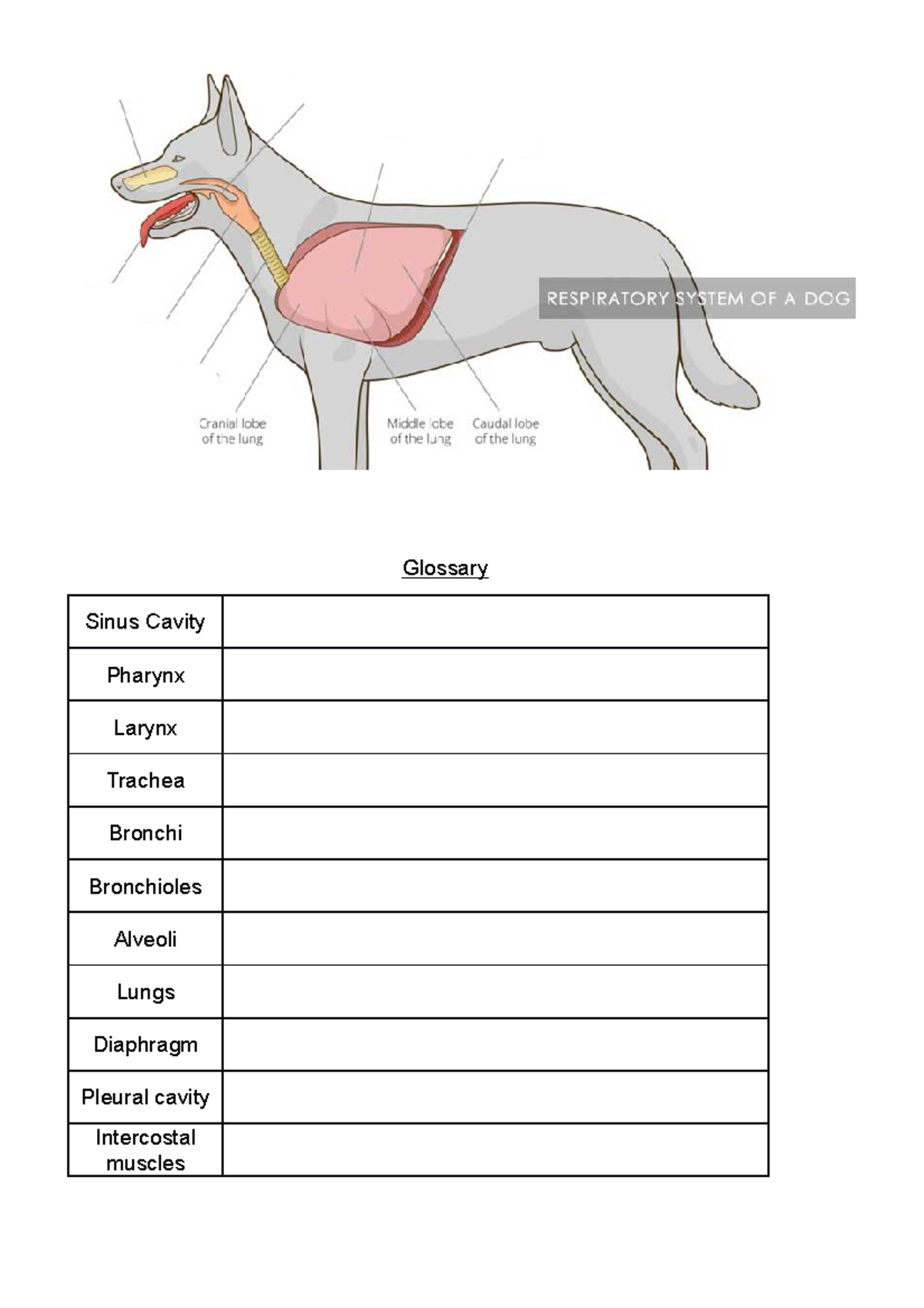 Canine Respiratory System - Glossary Sinus Cavity Pharynx Larynx ...