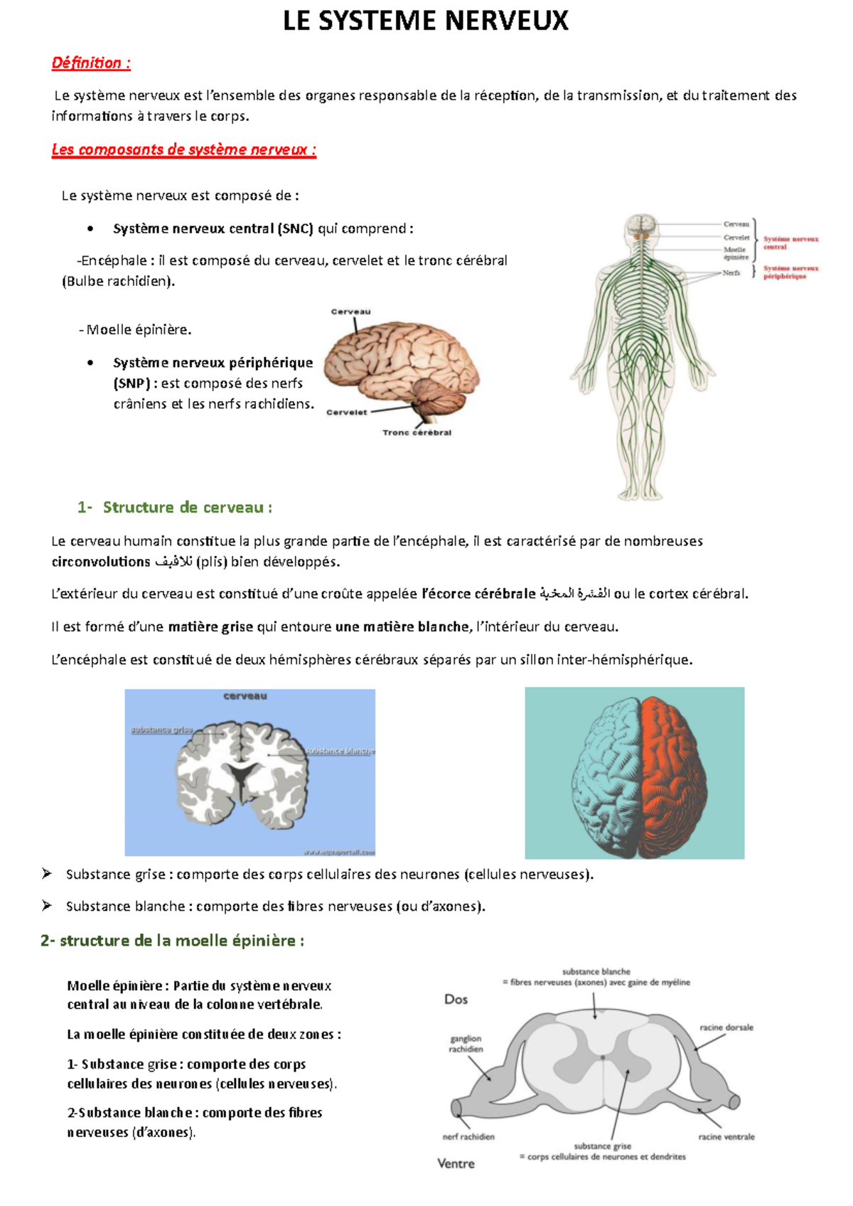 Systeme nerveux - Summary Biologie - Définition : Le système nerveux ...