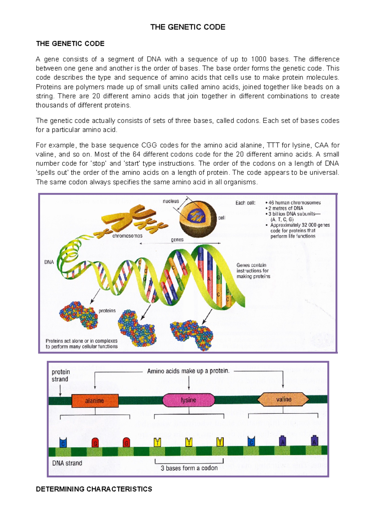 6. The Genetic Code - notes and questions - THE GENETIC CODE A gene ...