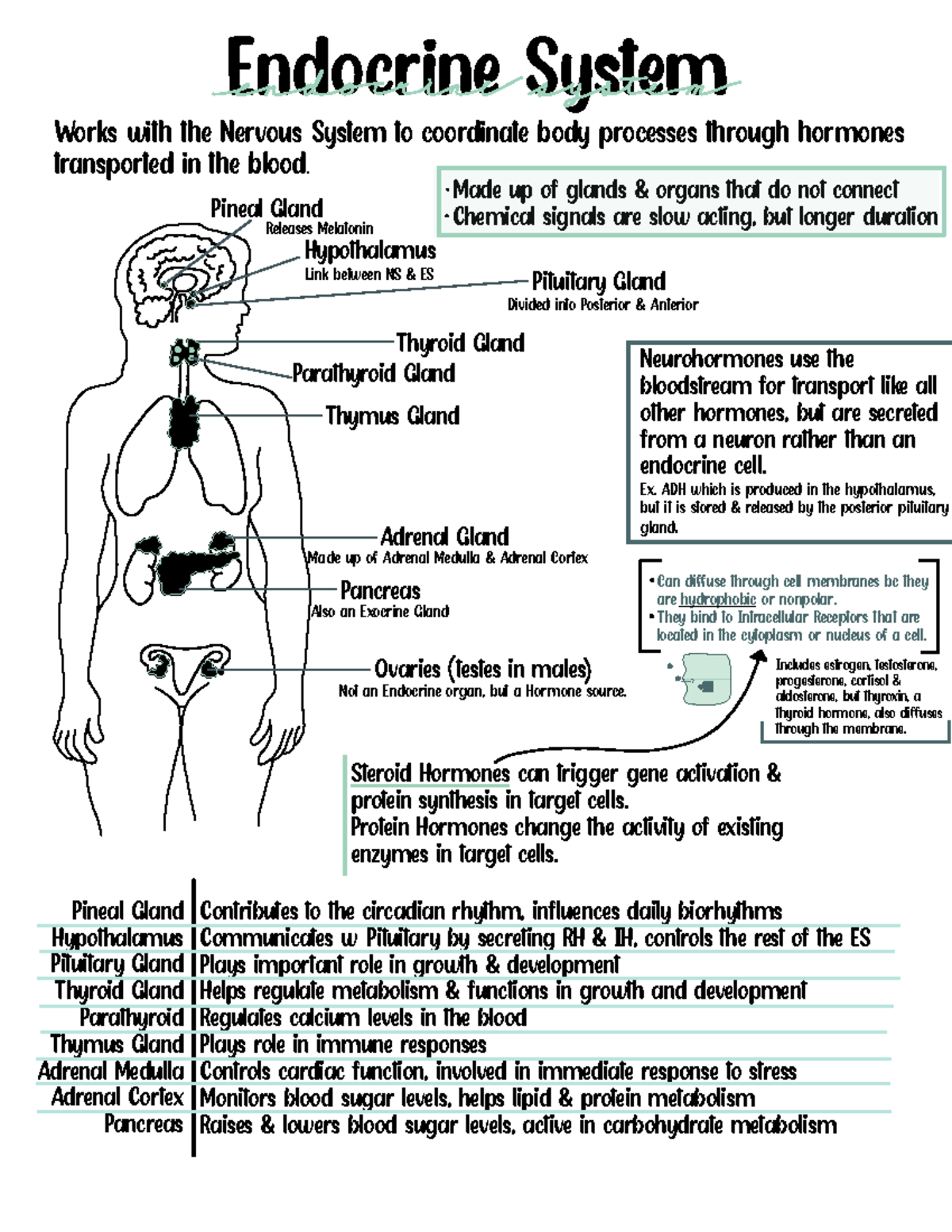 Endocrine System reference - Endocrine System Works with the Nervous ...