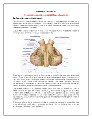 Cartílagos aritenoides - Cartílagos aritenoides En número de dos ...