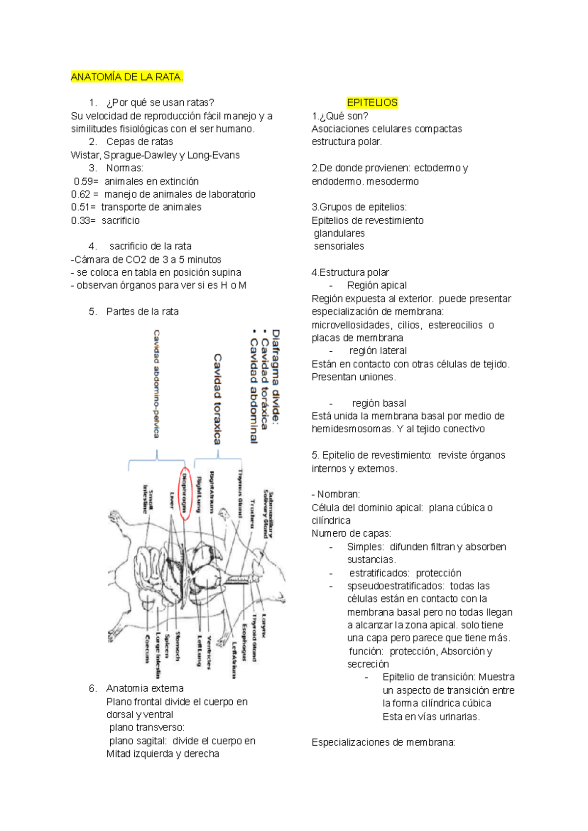 Guia bct lab - guia - ANATOMÍA DE LA RATA. 1. ¿Por qué se usan ratas ...
