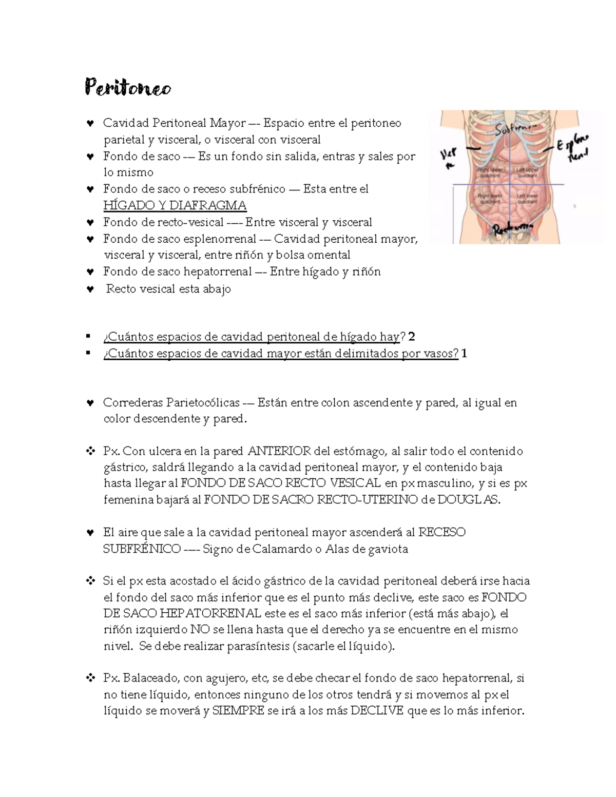 Repaso - Anatomia - Peritoneo Cavidad Peritoneal Mayor - Espacio entre ...