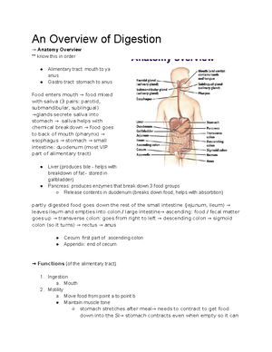A&P 2 Lab Exam 1 Study Guide - The Endocrine System: Production and ...
