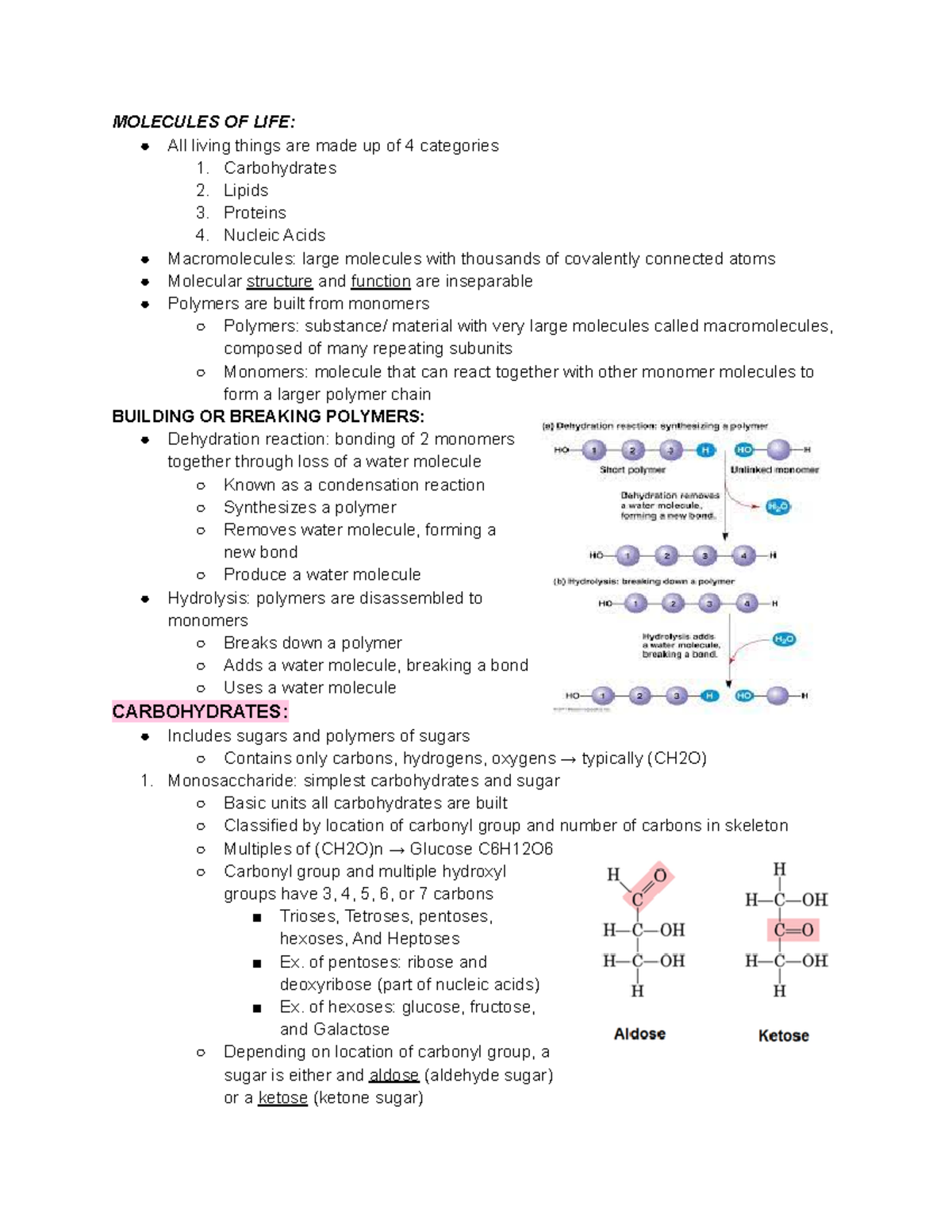 Bio Chapter 5- Molecules of life - MOLECULES OF LIFE: All living things ...