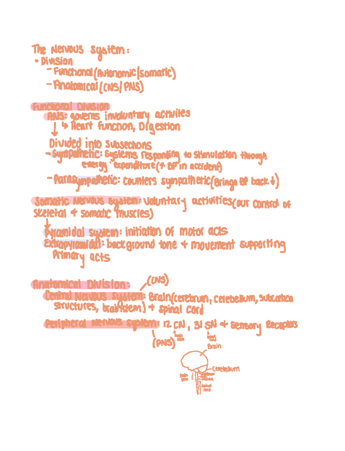 Notes Nuerology - The nervous system Division Functional Autonomic ...