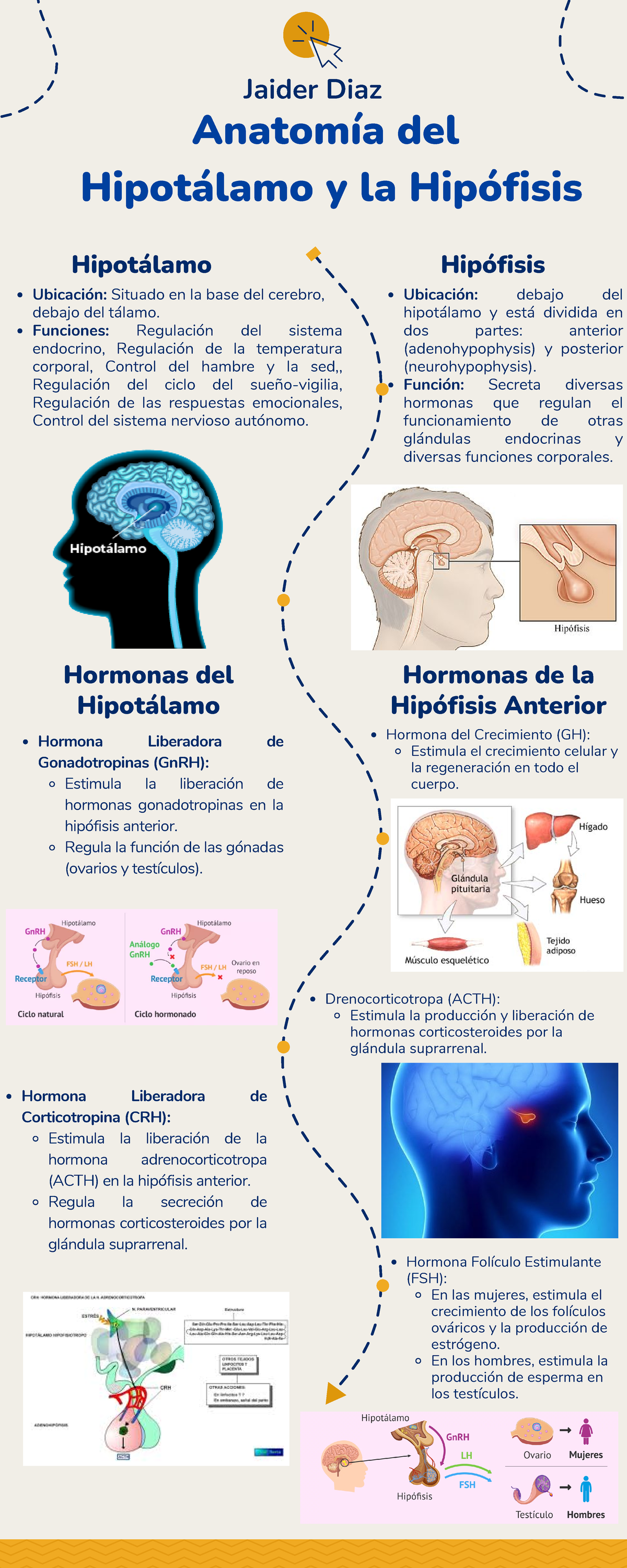 Infografía anatomía del hipotálamo y la hipófisis - Hipotálamo Anatomía del Hipotálamo y la ...