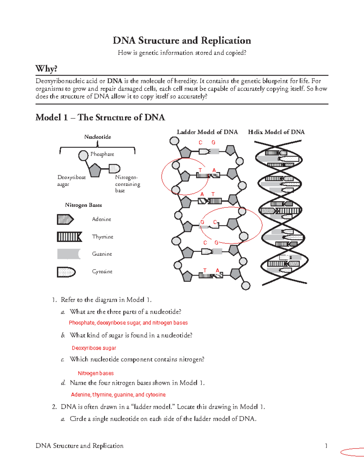 18 DNA Structure and Replication-S - It contains the genetic blueprint ...