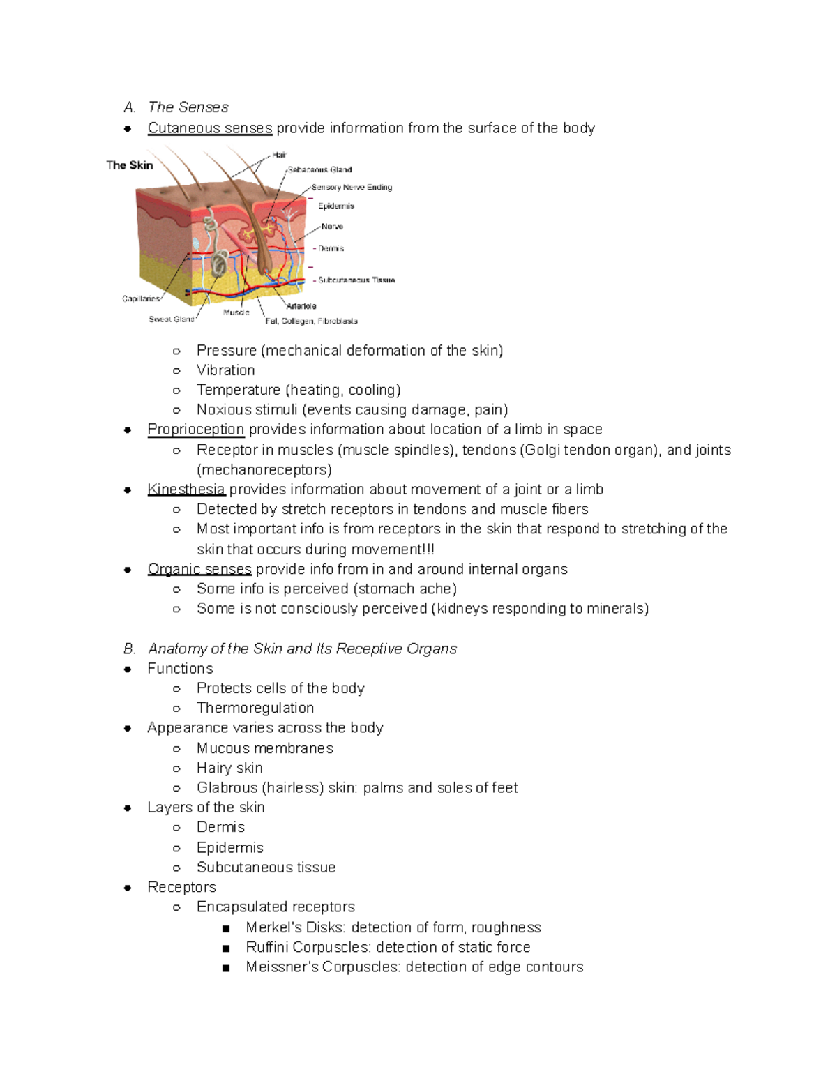 Bio Basis Chapter 7 Part 1 Notes - A. The Senses Cutaneous senses ...