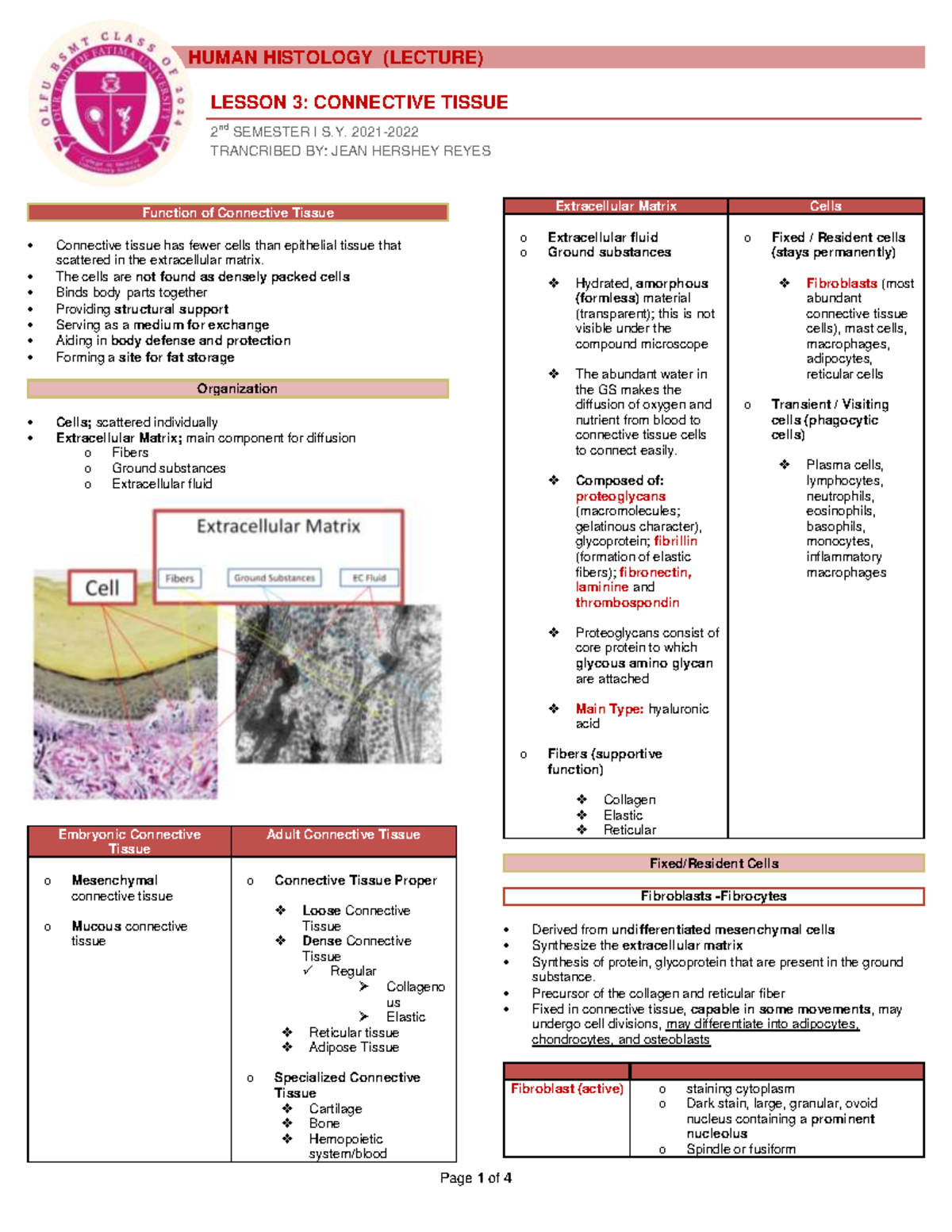 Lecture 3 Connective Tissue - HUMAN HISTOLOGY (LECTURE) = 2 nd SEMESTER ...