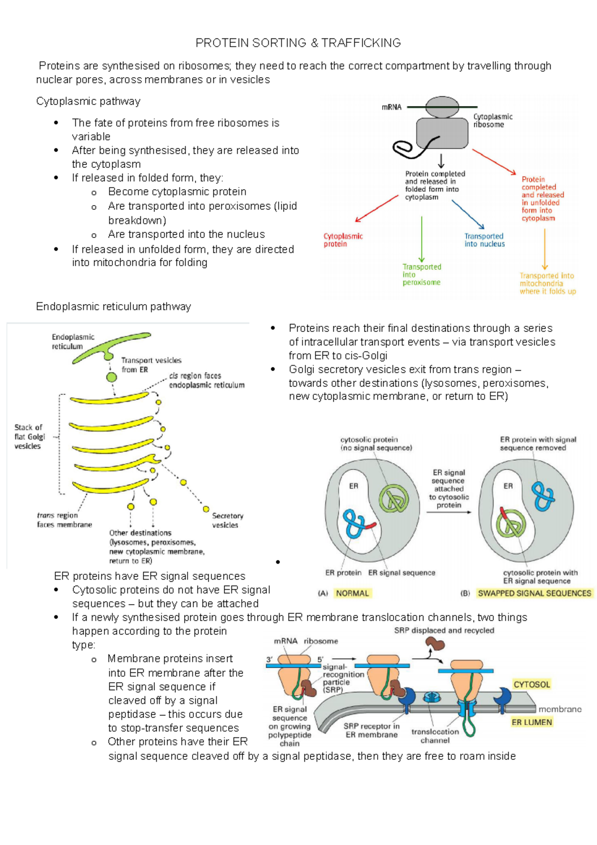 16 Protein Sorting & Trafficking - PROTEIN SORTING & TRAFFICKING ...