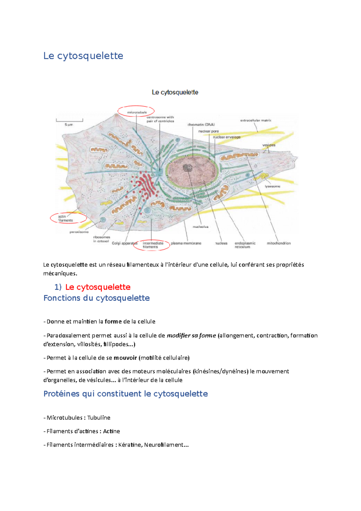 Cytosquelette - cyto - Le cytosquelette Le cytosquelette est un réseau ...