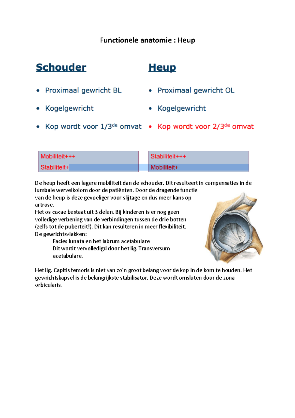 Functionele-anatomie-Heup - Functionele anatomie : Heup De heup heeft ...