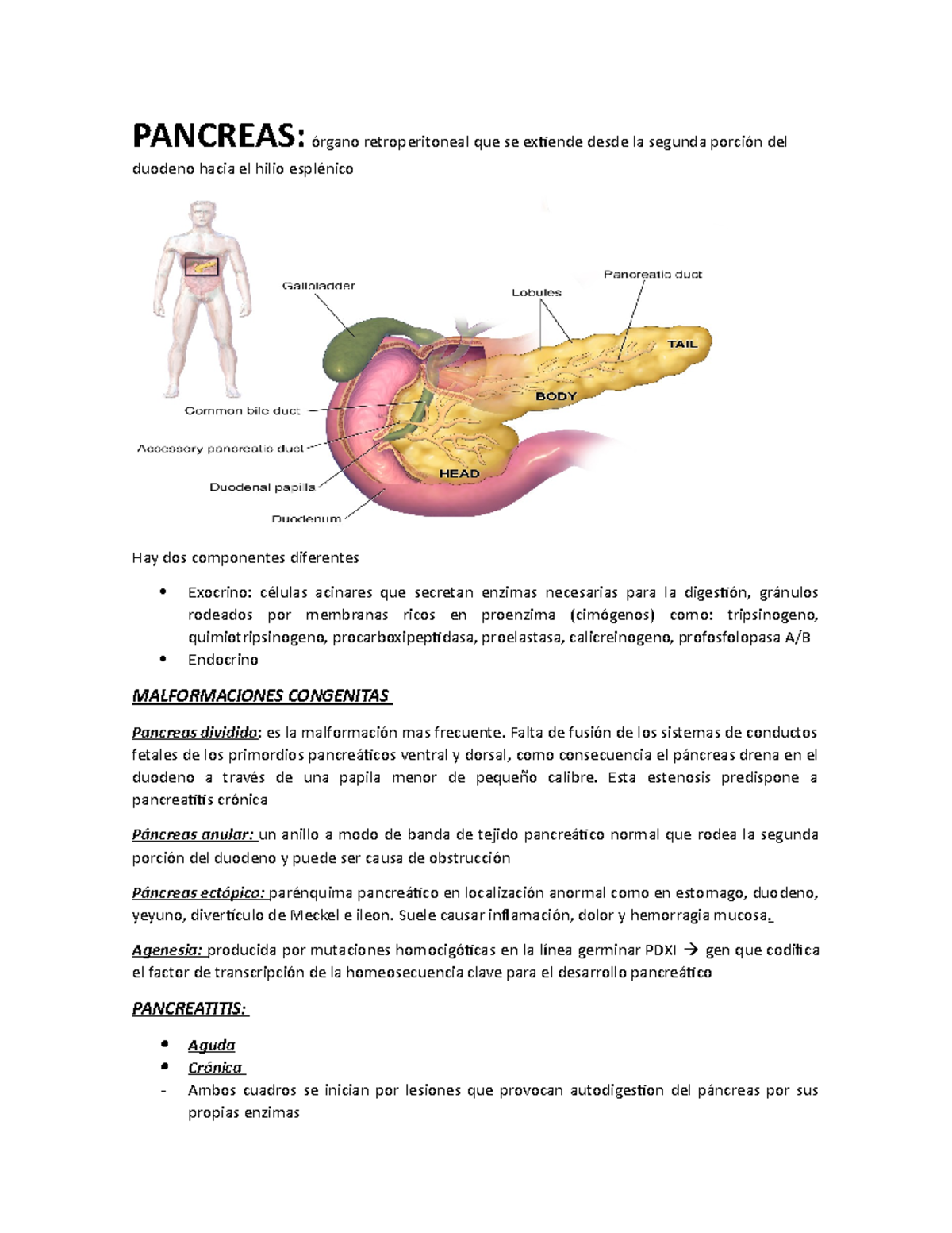 Pancreas - PANCREAS: órgano retroperitoneal que se extiende desde la ...