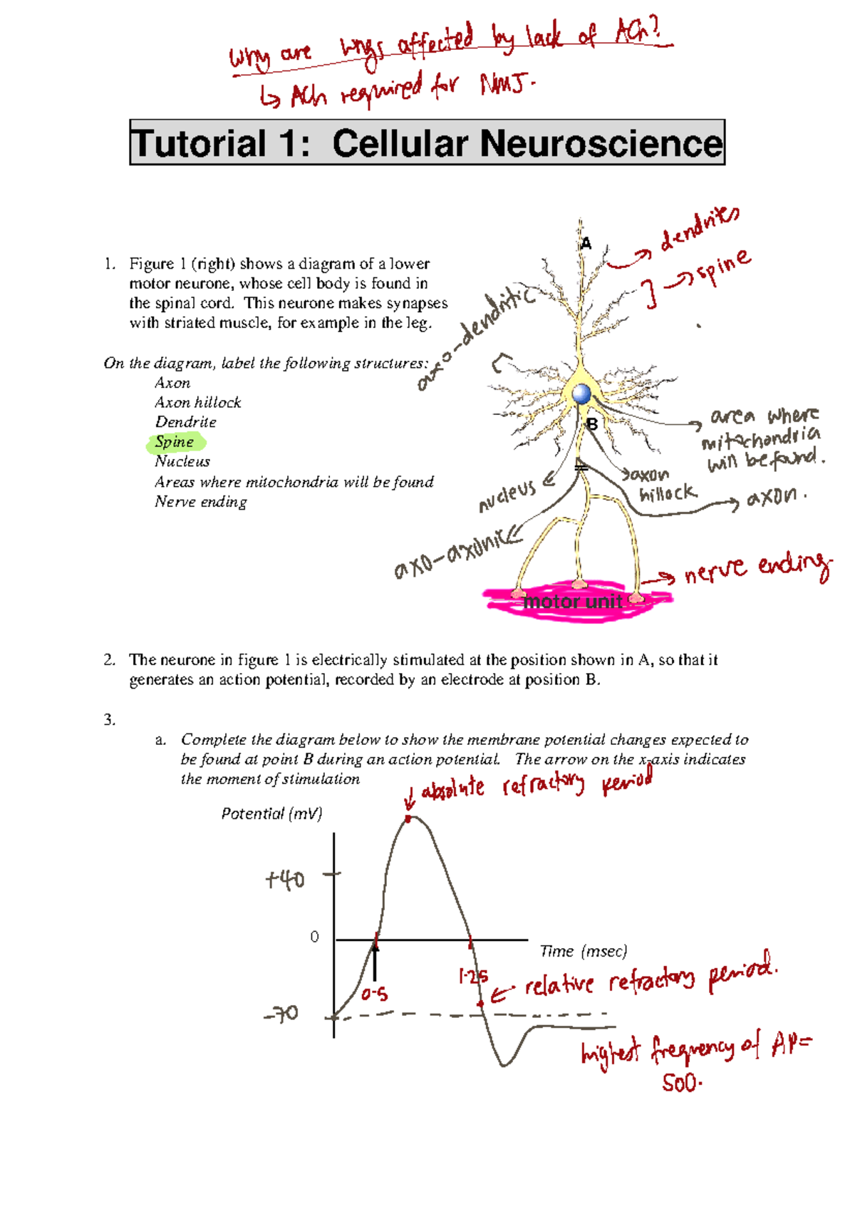 Tutorial 1 Neuroscience (Filled) - Tutorial 1: Cellular Neuroscience ...